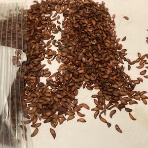 Rowan Tree Seeds (SORBUS AUCUPARIA) (european Mountain Ash) - Etsy