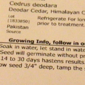 Deodar Cedar Tree Seeds (CEDRUS DEODARA) (himalayan Cedar) - Etsy