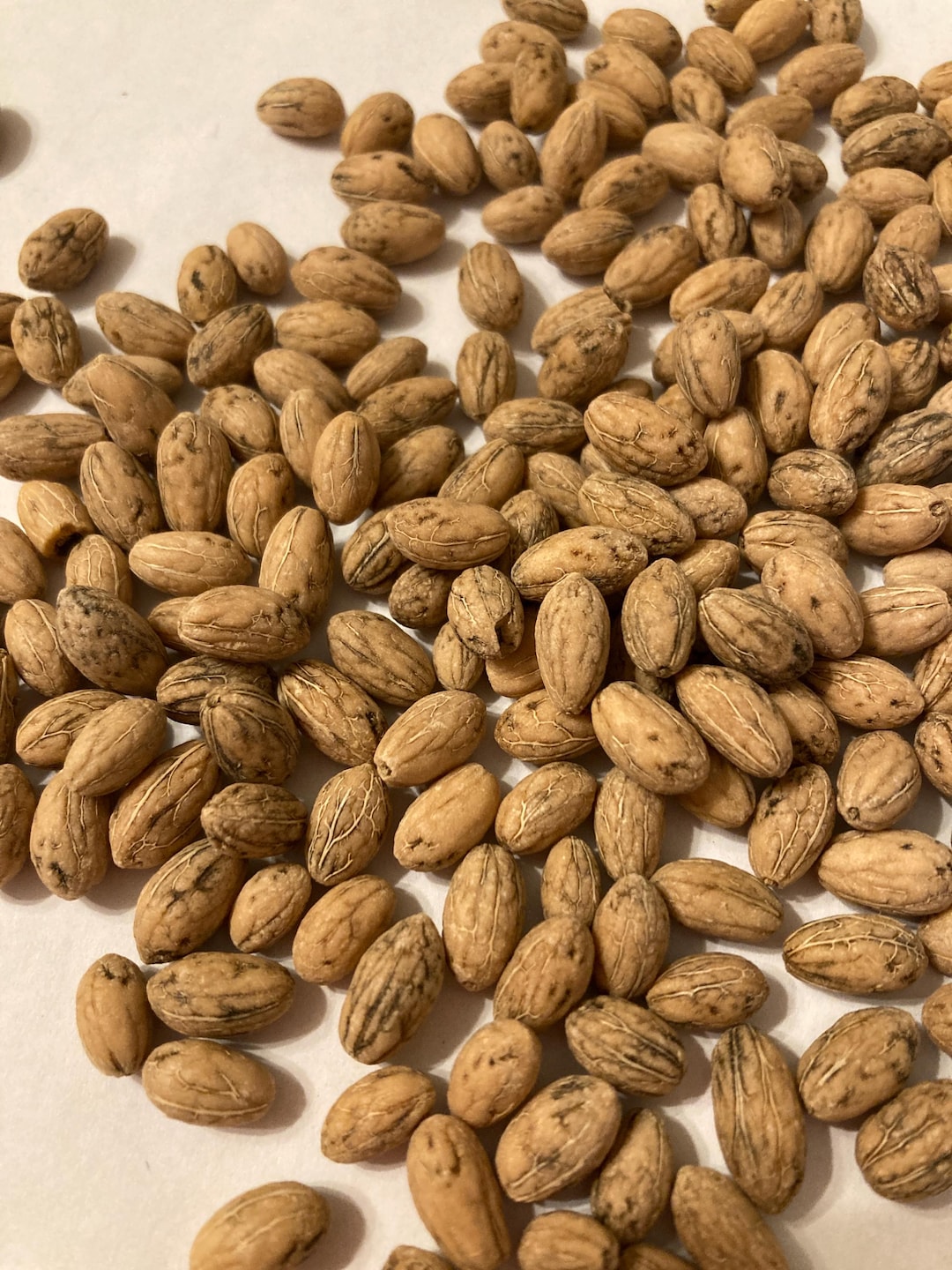 Common Olive Tree Seeds (OLEA EUROPAEA) (european Olive) - Etsy