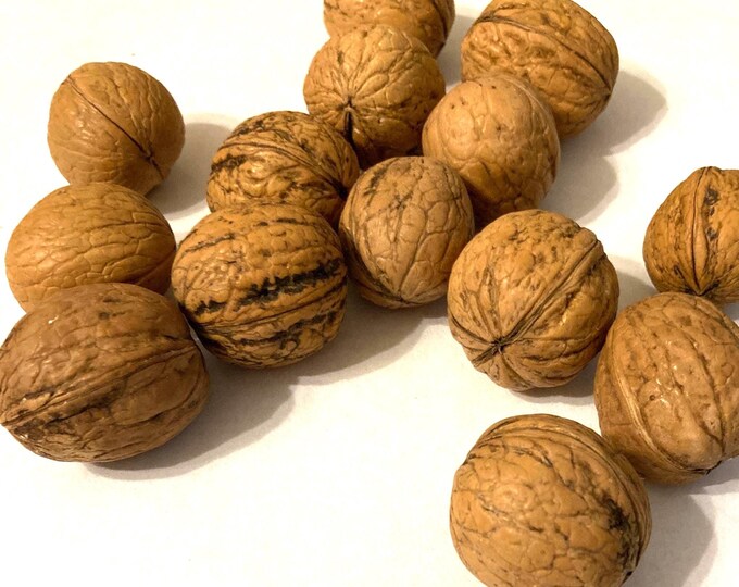 English Walnut Tree Seeds (JUGLANS REGIA) - Etsy