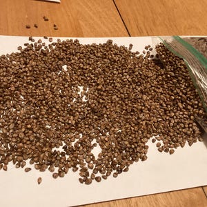 Eastern Red Cedar Tree Seeds (JUNIPERUS VIRGINIANA) (2024 New Supply ...