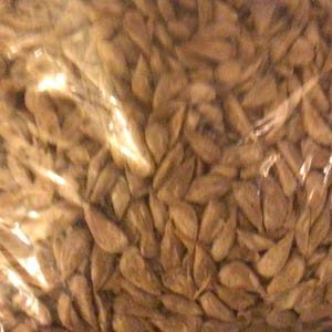 Deodar Cedar Tree Seeds (CEDRUS DEODARA) (himalayan Cedar) - Etsy