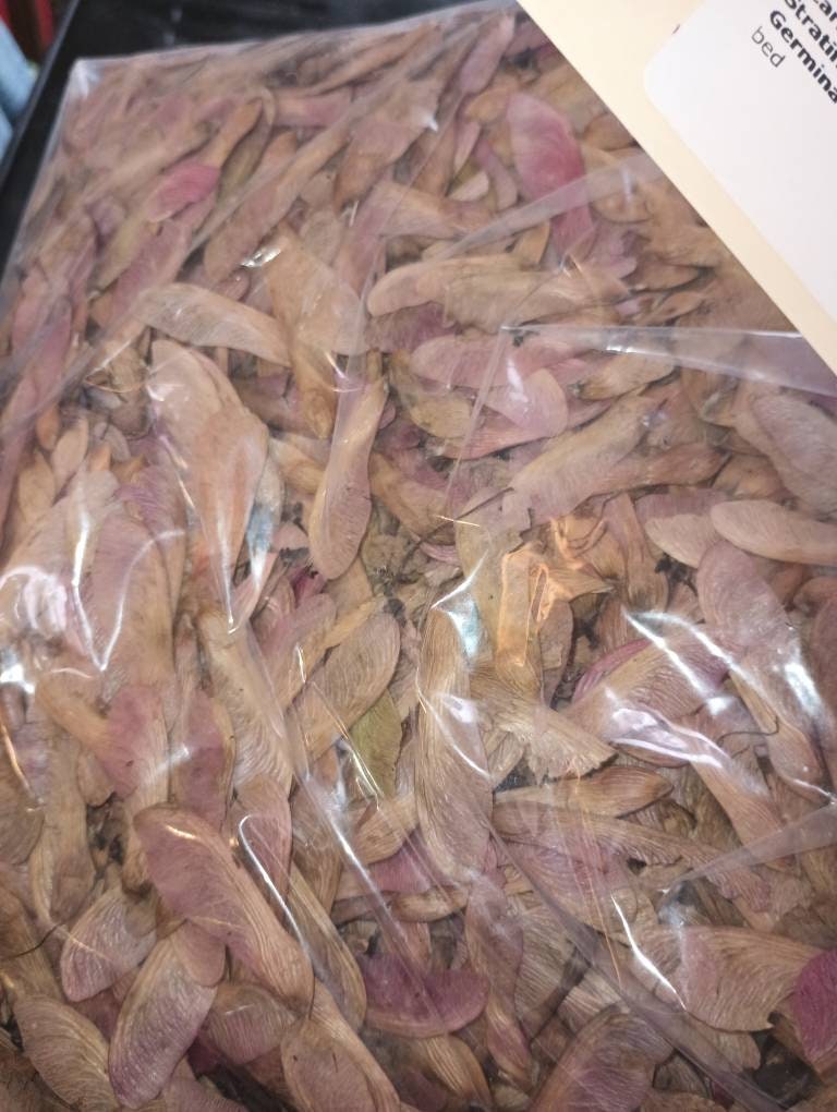 Swamp Maple Tree Seeds acer Rubrum carolina Maple, Red Maple, Water ...