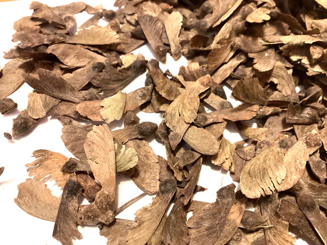 Green Cascade Japanese Maple Tree Seeds (acer Japonicum) - Etsy
