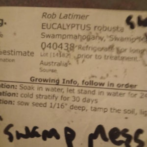 Swamp Mahogany Tree Seeds eucalyptus Robusta swamp - Etsy