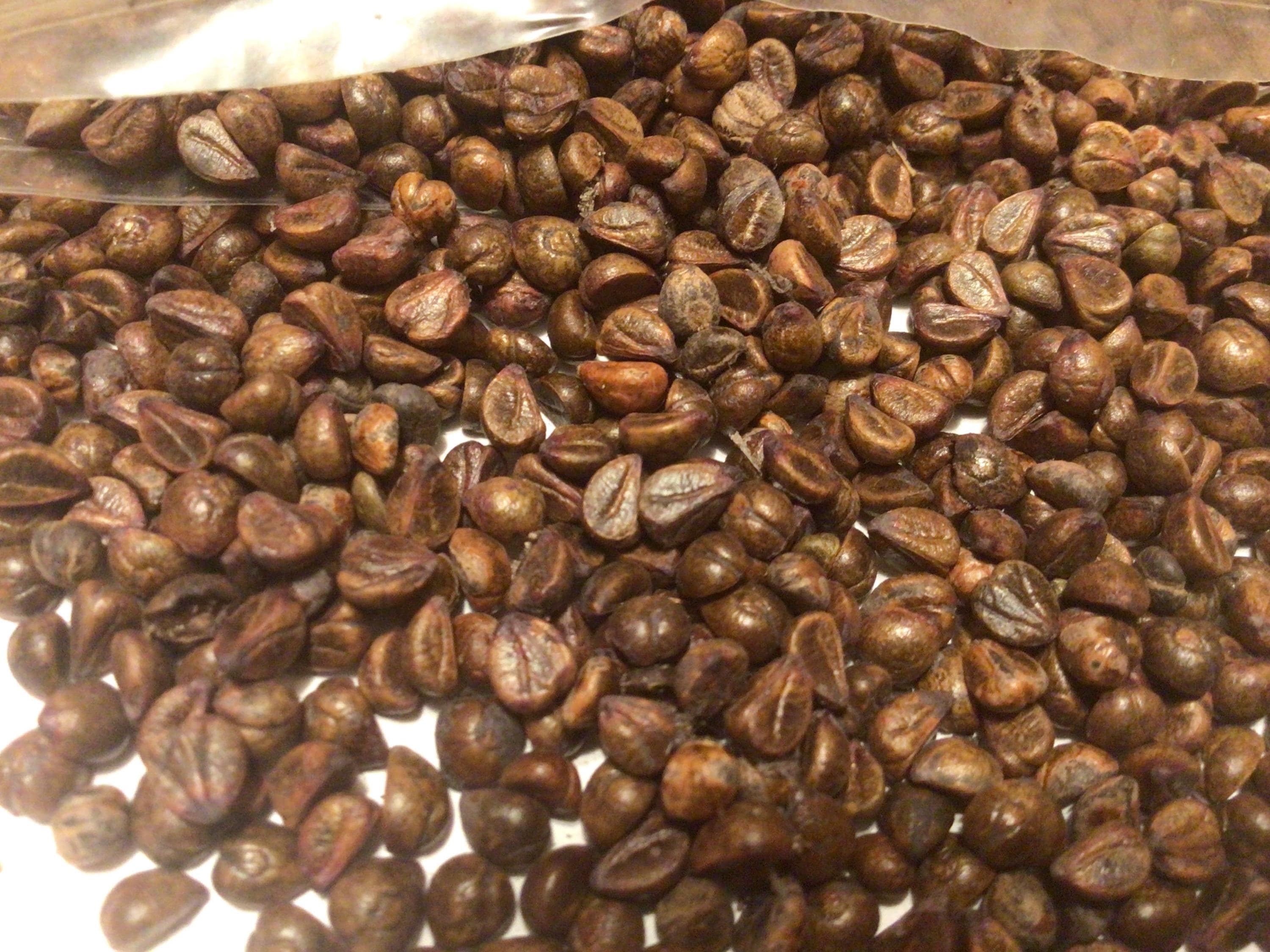 Virginia Creeper Seeds (PARTHENOCISSUS QUINQUEFOLIA) (five-leaved Ivy ...