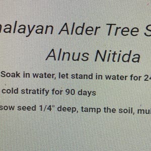Himalayan Alder Tree Seeds (ALNUS NITIDA) - Etsy