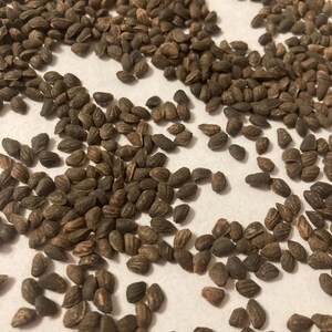 Improved Loblolly Pine Tree Seeds (PINUS TAEDA IMPROVED) - Etsy Canada