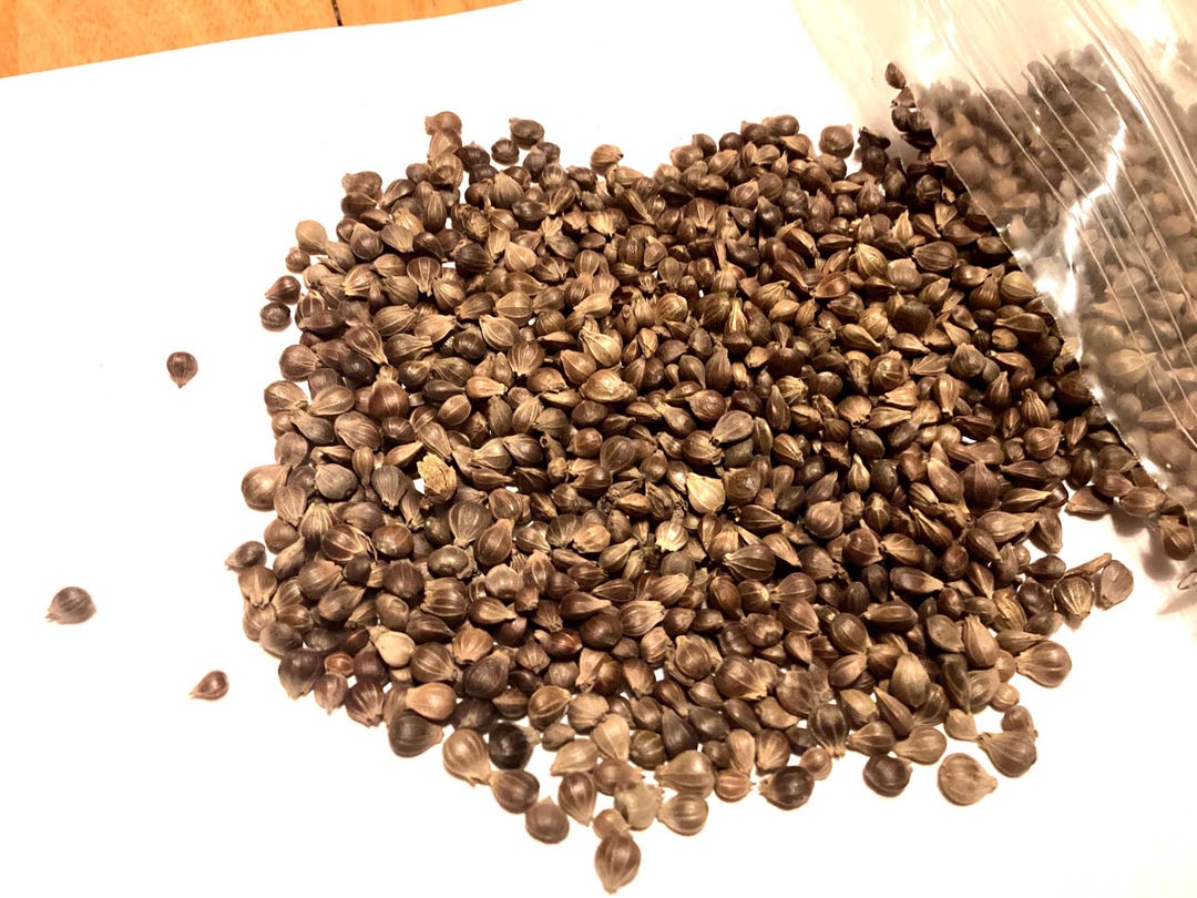 Asian Hornbeam Tree Seeds (CARPINUS CORDATA) (heartleaf Hornbeam) - Etsy