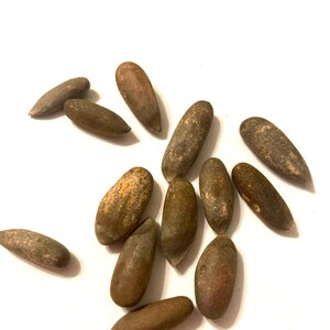 Chilgoza Pine Tree Seeds (PINUS GERARDIANA) - Nepal Nut Pine - Etsy