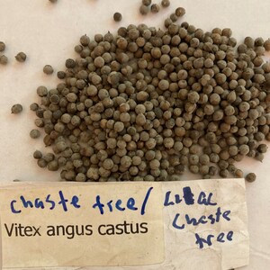 Chaste Tree Seeds (VITEX ANGUS CASTUS) (lilac Chaste Tree) - Etsy