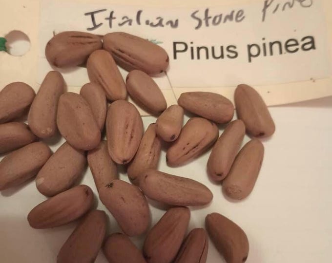 Italian Stone Pine Pinus Pinea Pine Nut 10 Seeds - Etsy