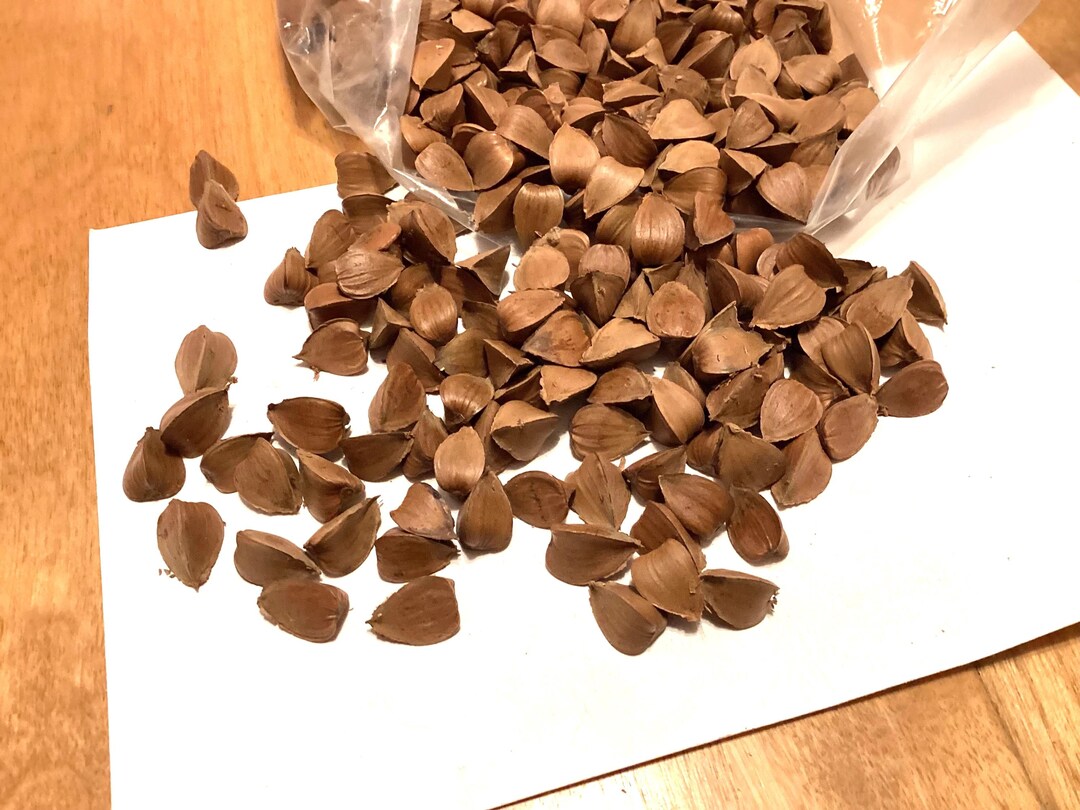 American Beech Tree Seeds FAGUS GRANDIFOLIA beechnut - Etsy