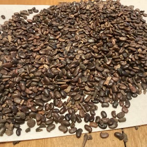 Black Locust Tree Seeds (ROBINIA PSEUDOACACIA) (yellow Locust) - Etsy
