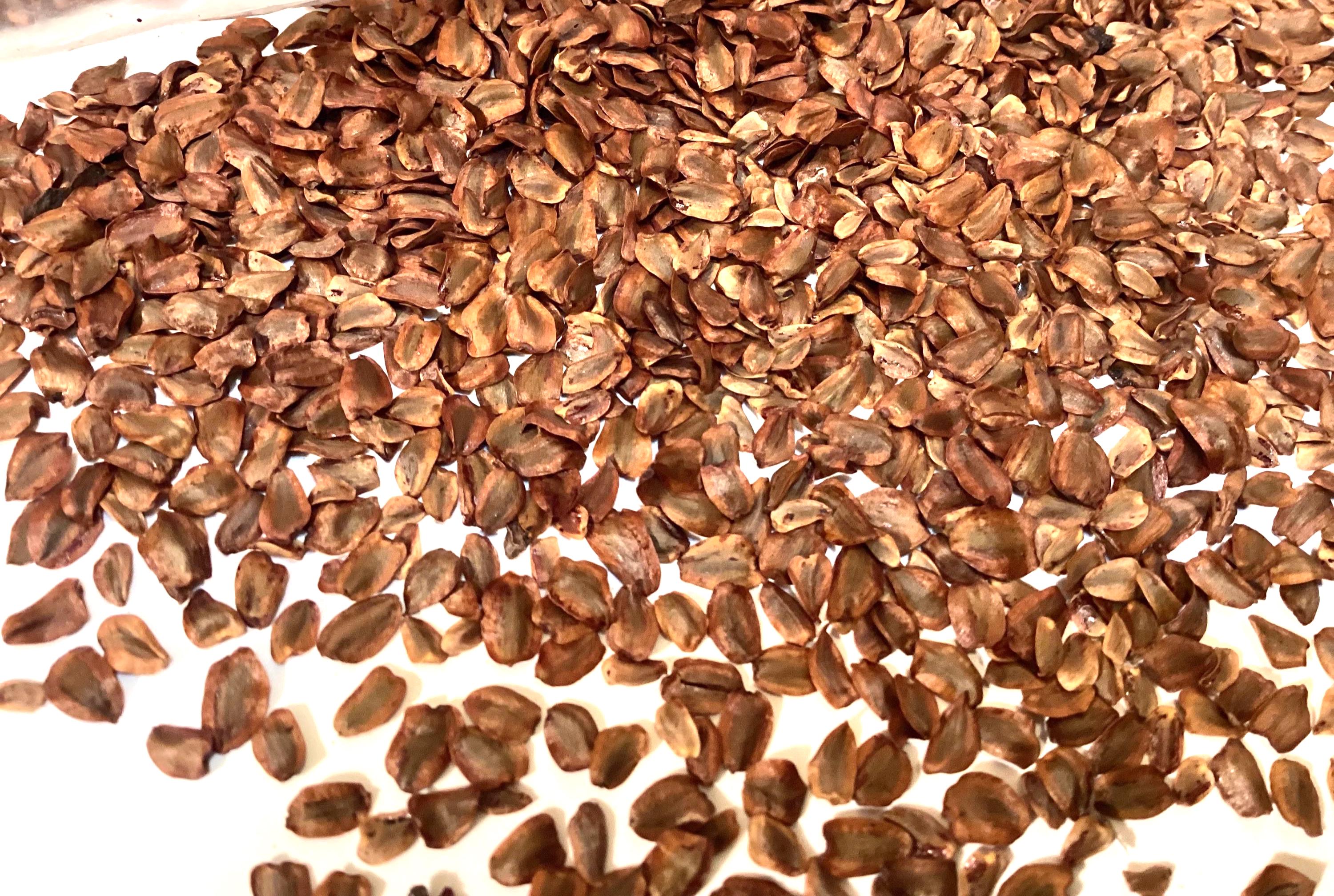 Coast Redwood Tree Seeds (SEQUOIA SEMPERVIRENS) (redwood)(california ...