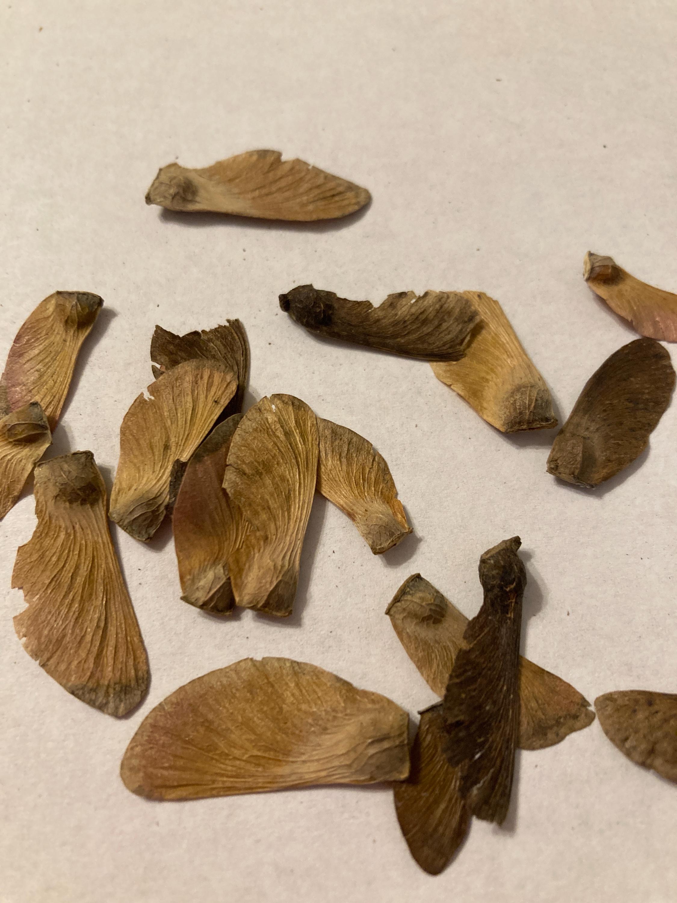 Palmatifolium Full Moon Maple Tree Seeds (ACER SHIRASAWANUM ...