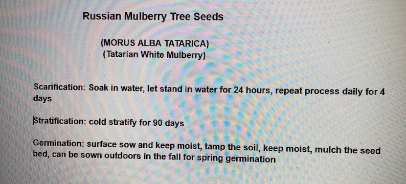 Russian Mulberry Tree Seeds (MORUS ALBA TATARICA) (tatarian White ...
