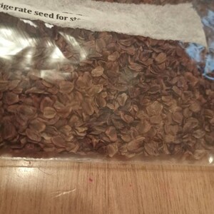 Redwood Tree Seeds sequoia Sempervirens - Etsy