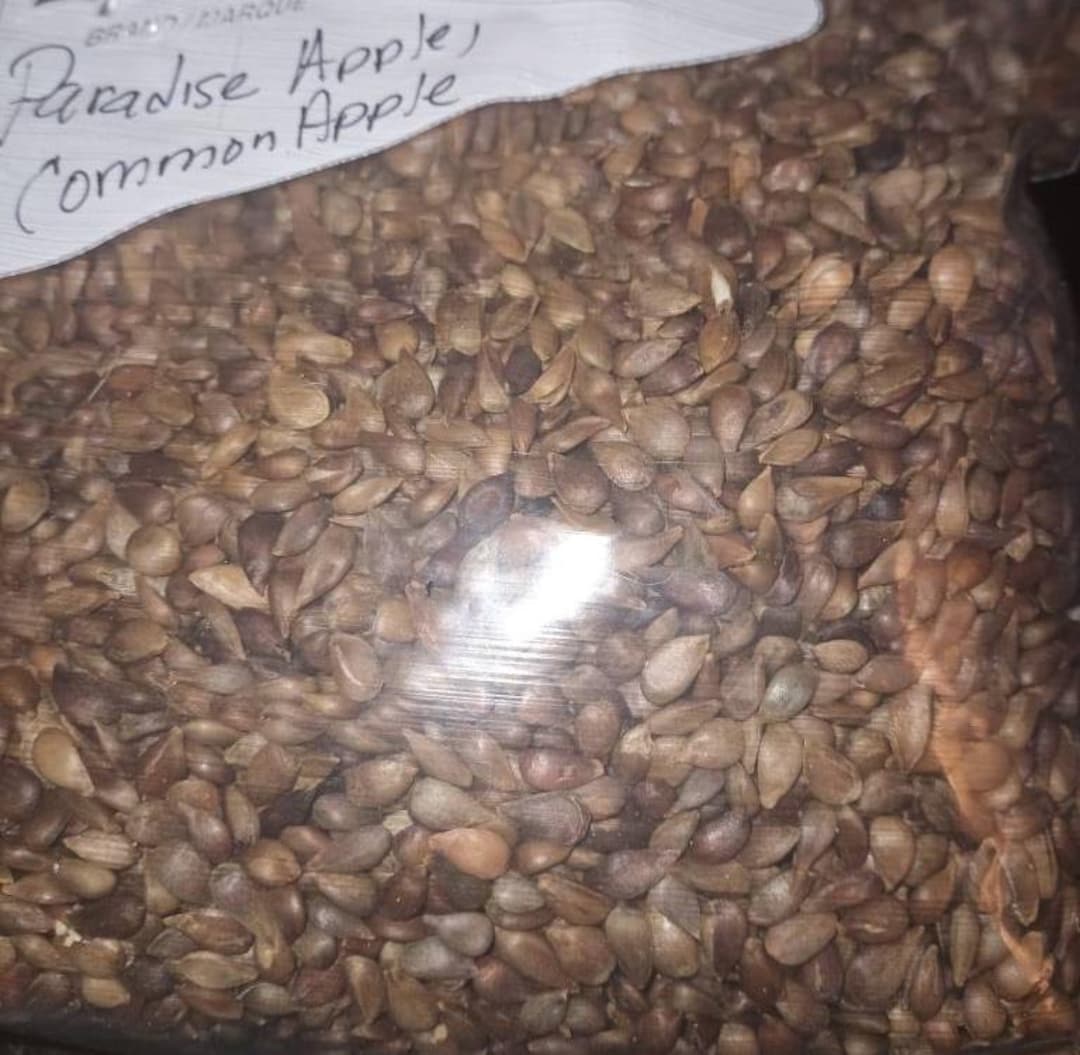 Common Apple Tree Seeds MALUS PUMILA paradise Apple - Etsy
