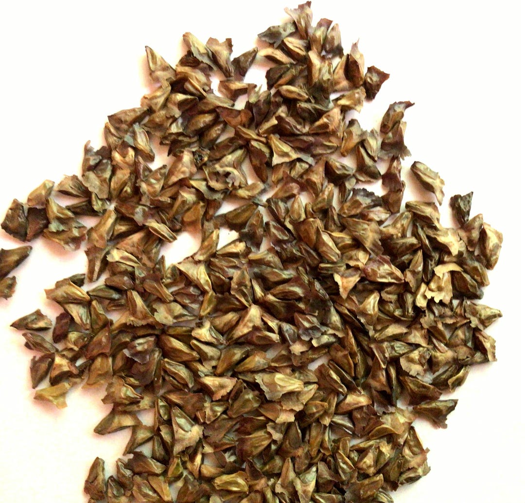 Apollo Fir Tree Seeds (ABIES EQUI-TROJANI) - Etsy