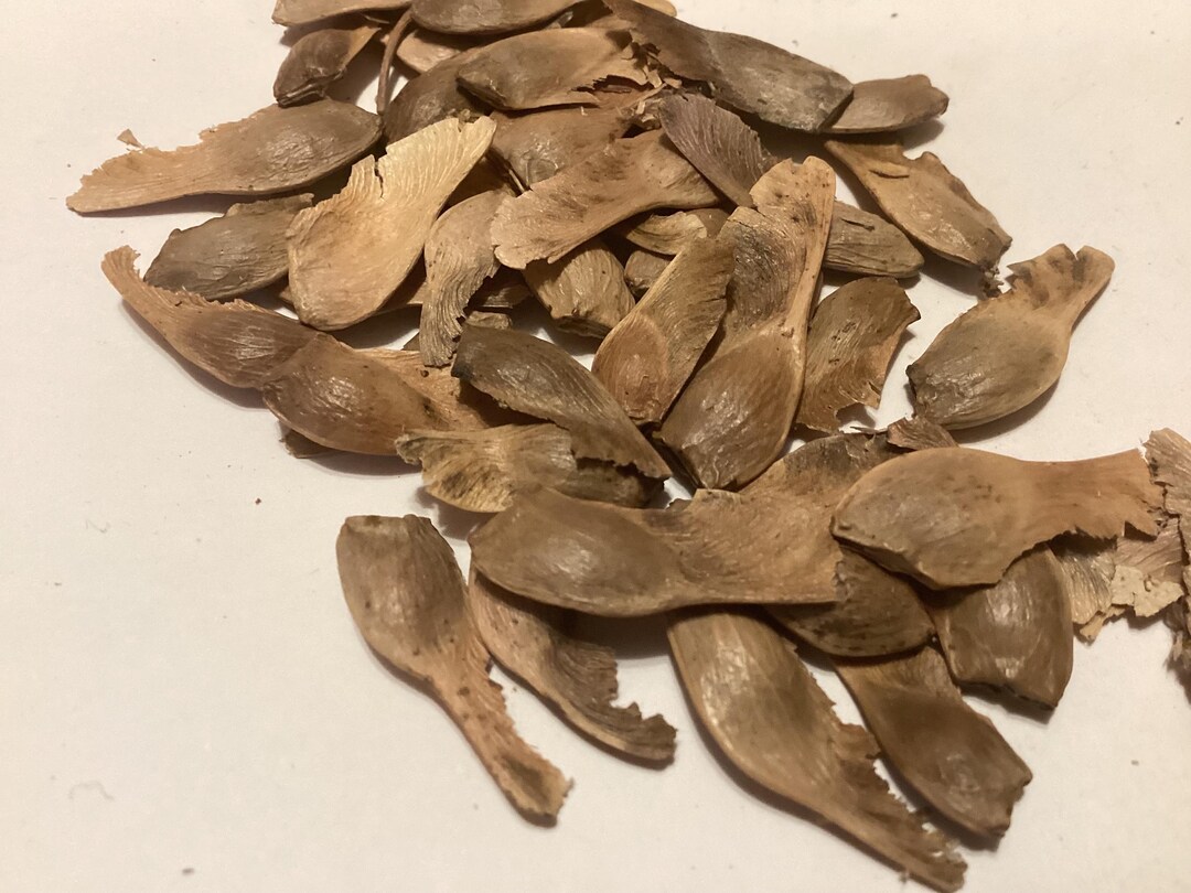 Painted Maple Tree Seeds (ACER MONO) - Etsy