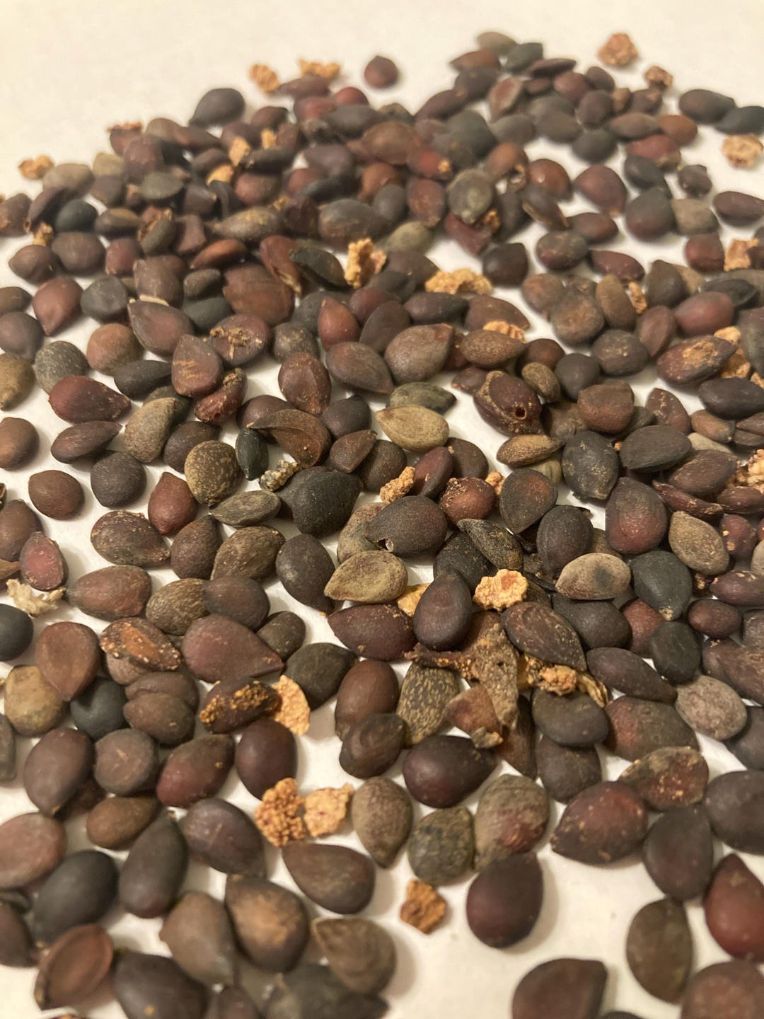 Oriental Pear Tree Seeds (PYRUS Pyrifolia)(sand Pear)(japanese Pear ...