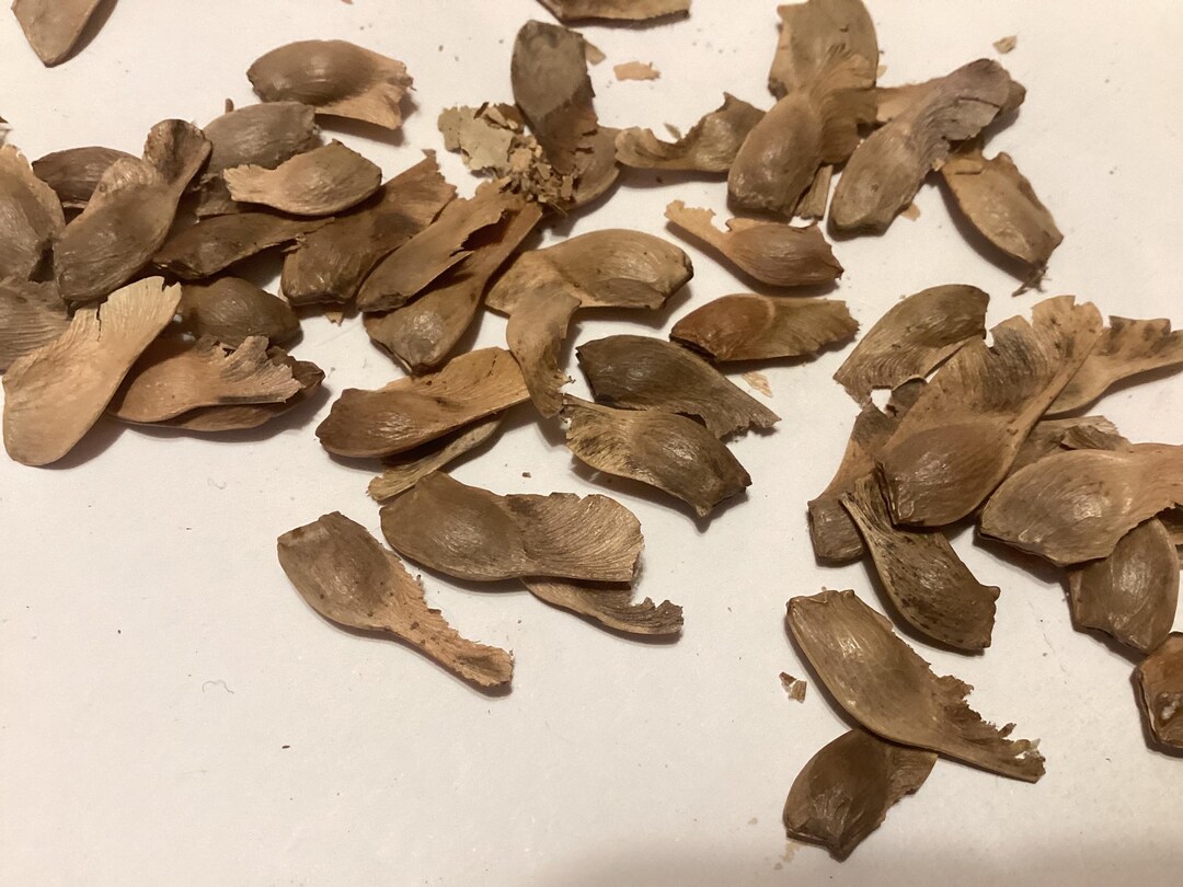 Mono Maple Tree Seeds (ACER TRUNCATUM Var MONO) (painted Maple) - Etsy