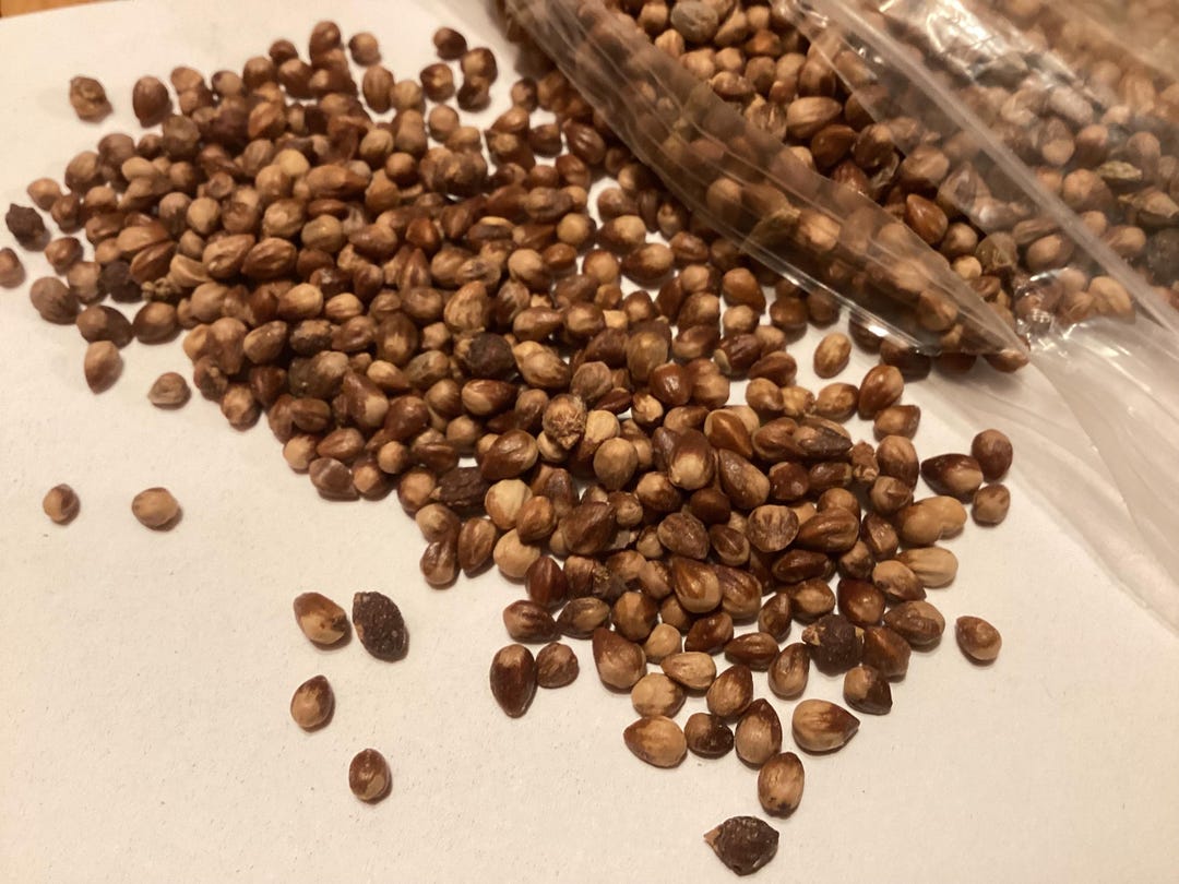 Oneseed Juniper Tree Seeds JUNIPERUS MONOSPERMA cherrystone Juniper - Etsy