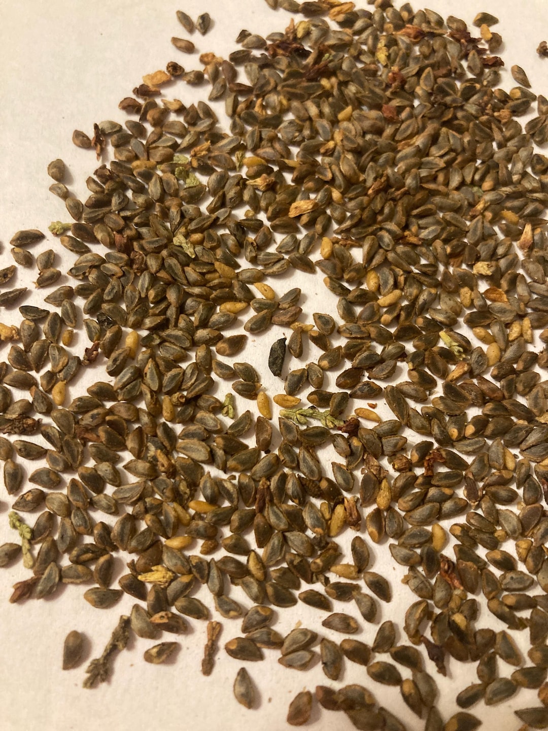 Chilean Cedar Tree Seeds (AUSTROCEDRUS Chilensis)(cordilleran Cypress ...