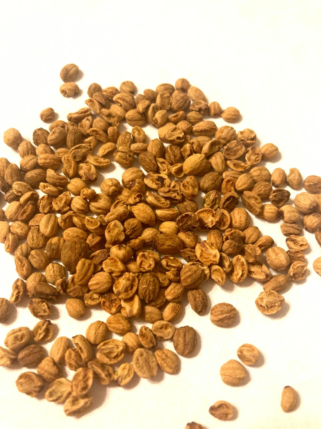 Smooth Hawthorn Tree Seeds (crataegus Laevigata) - Etsy