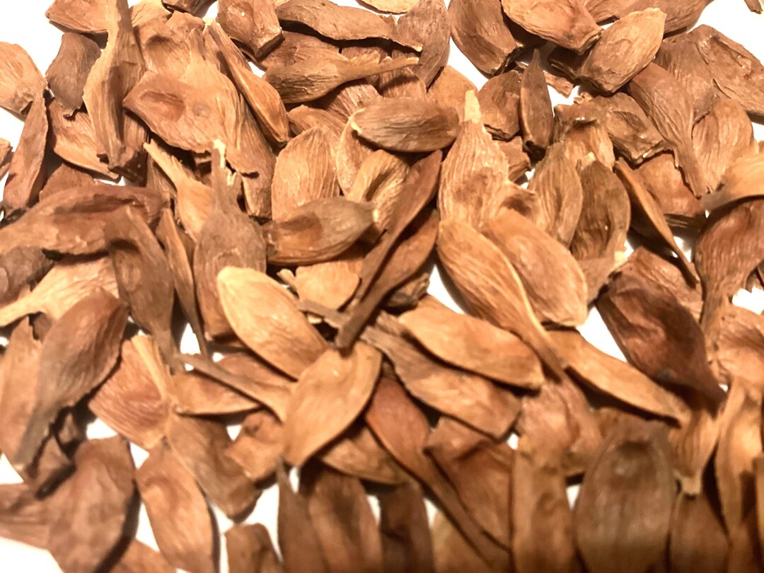 Manchurian Striped Maple Tree Seeds (acer Tegmentosum) - Etsy