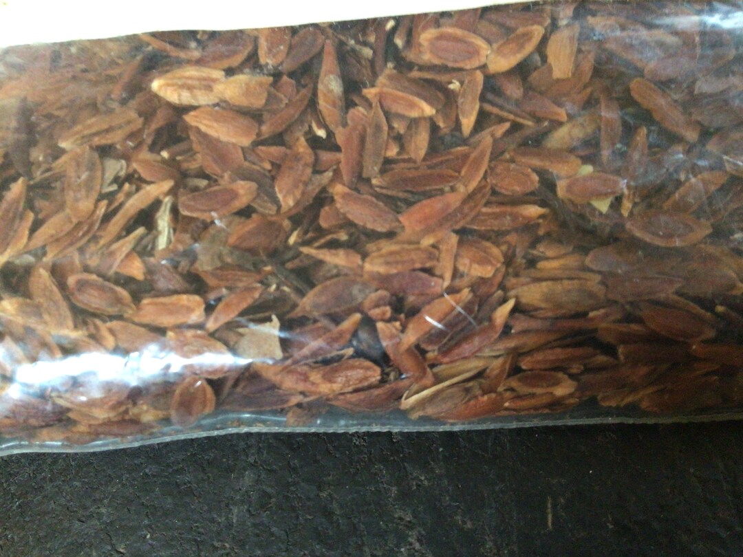 Lilac Tree Seeds SYRINGA VULGARIS - Etsy