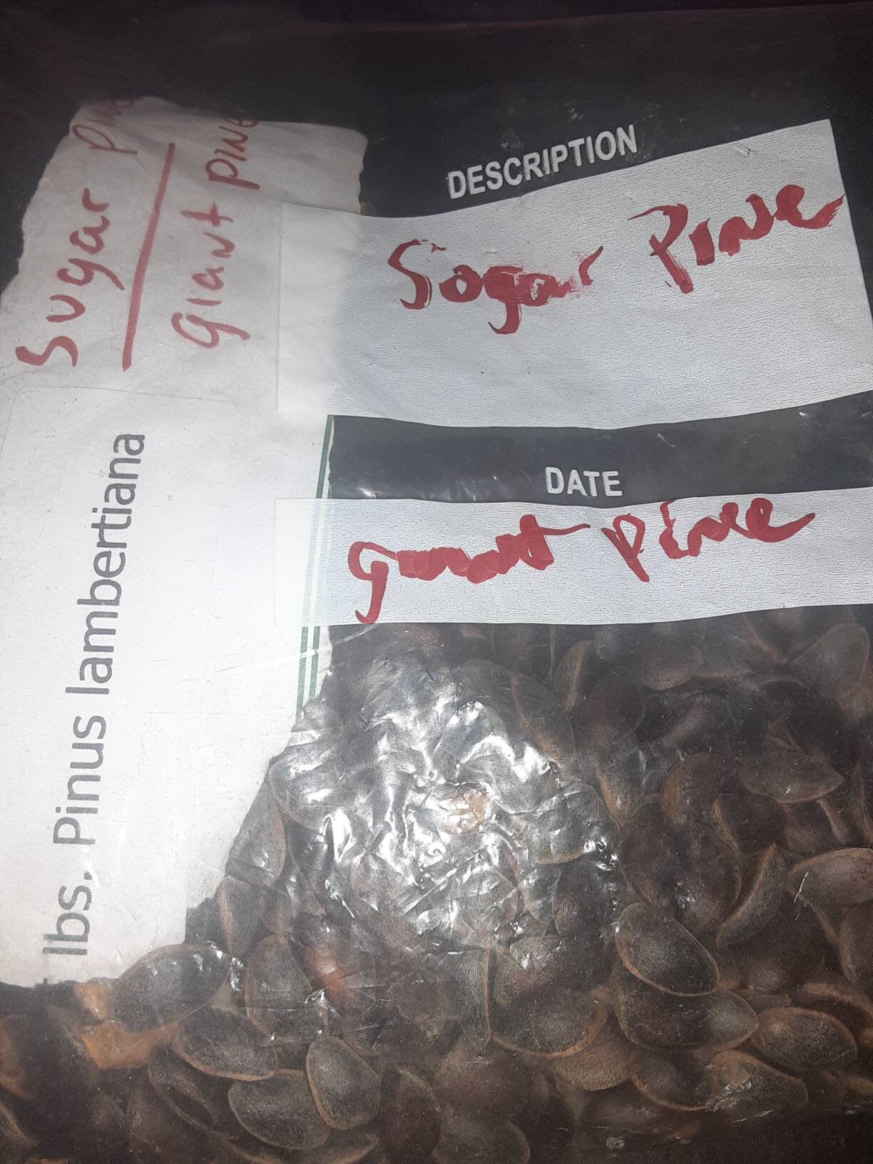 Sugar Pine Tree Seeds. PINUS LAMBERTIANA sugar Cone Pine - Etsy