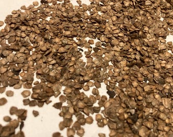 Red Alder Alnus Rubra 1-2 Year Sapling Organically Grown 8-12 " Root to ...