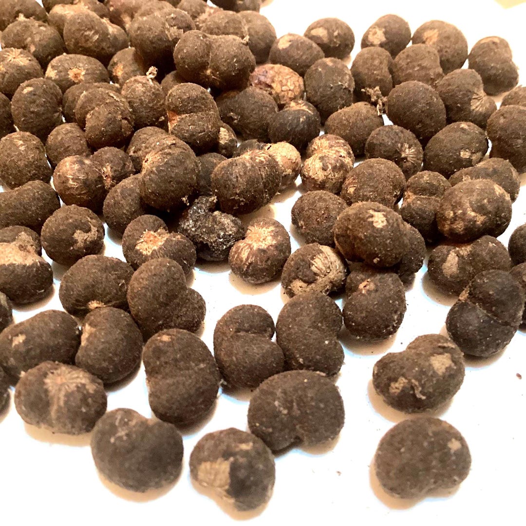 Wagner Windmill Palm Tree Seeds (TRACHYCARPUS WAGNERIANUS) (dwarf ...
