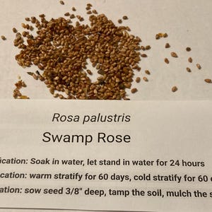 Swamp Rose Tree Seeds (ROSA PALUSTRIS) - Etsy