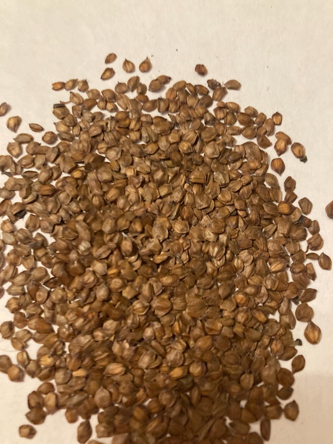 Manchurian Alder Tree Seeds (ALNUS HIRSUTA) (siberian Alder) - Etsy