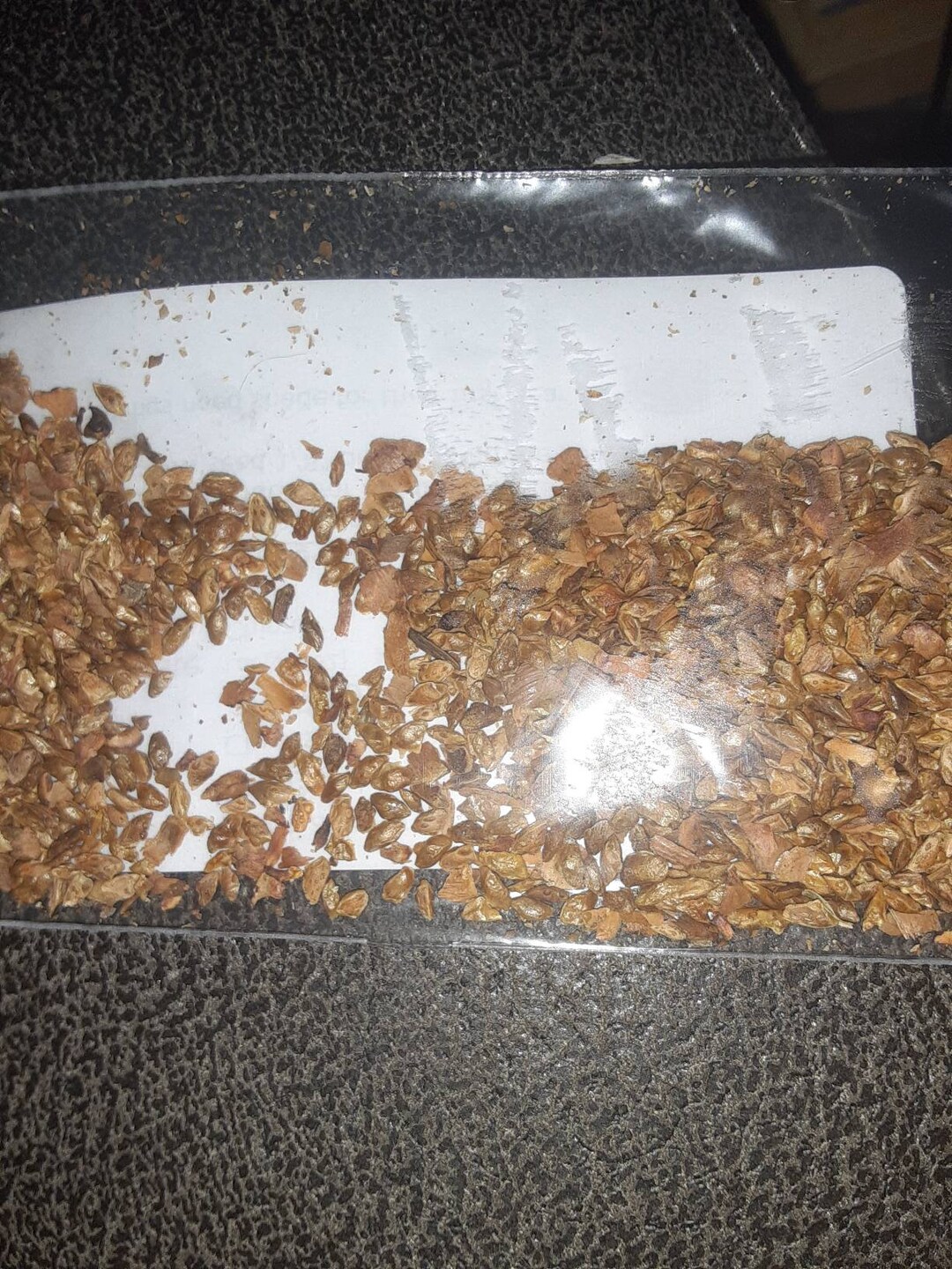 Chinese Hemlock Tree Seeds - Etsy