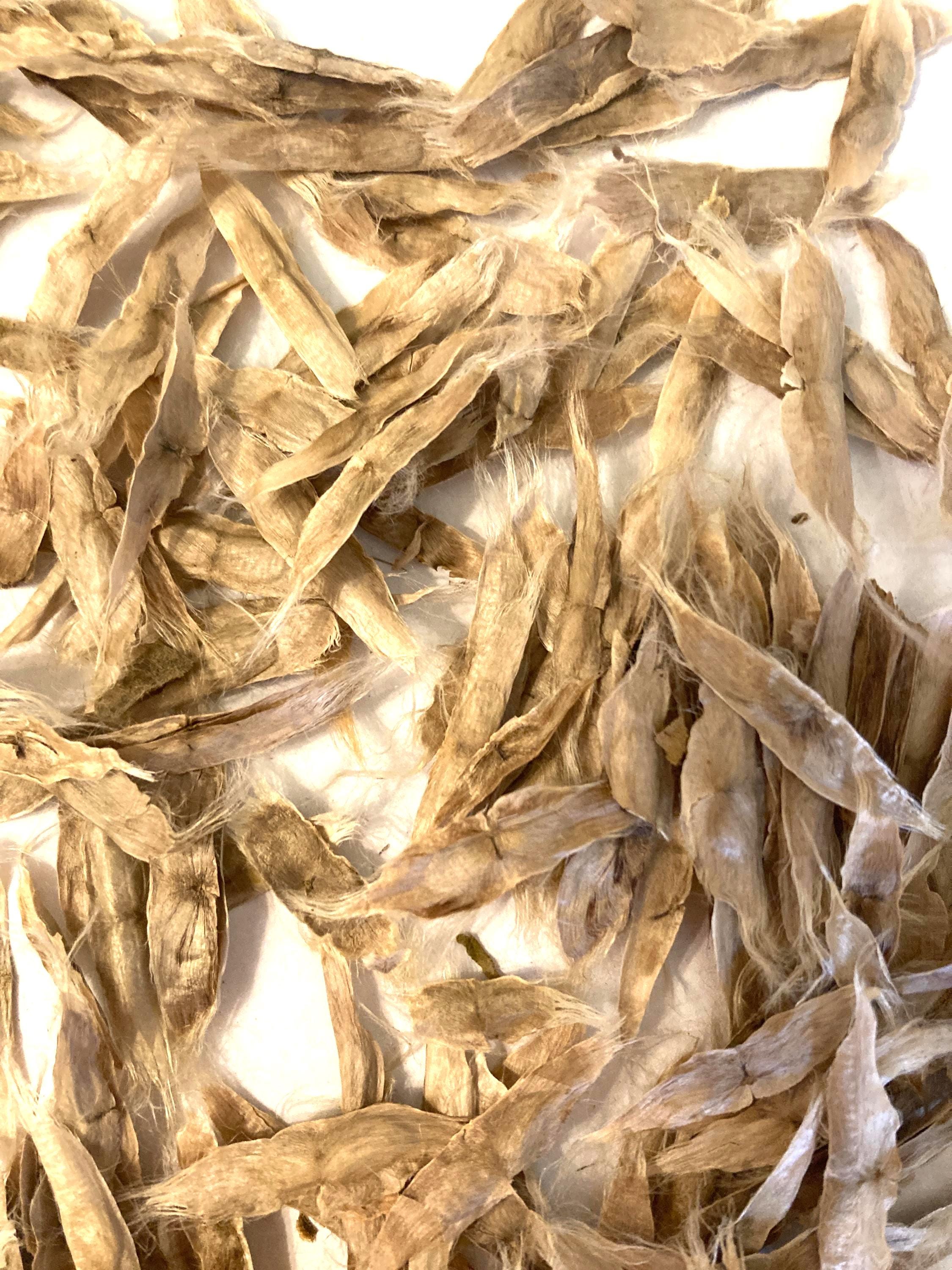 Cigar Tree Seeds (CATALPA BIGNONIOIDES) (southern Catalpa) - Etsy