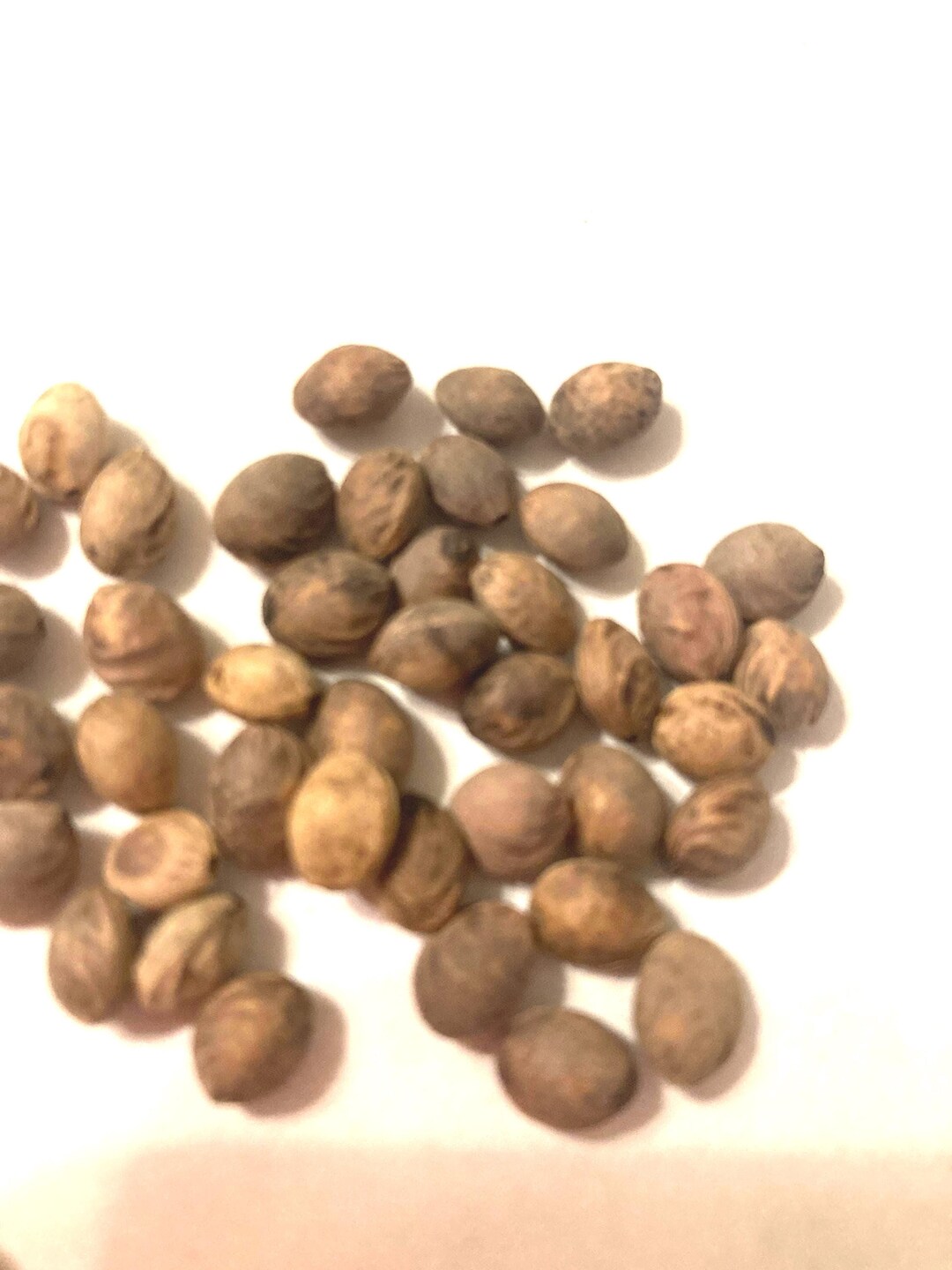 Higan Cherry Tree Seeds (PRUNUS SUBHIRTELLA) (spring Cherry) - Etsy