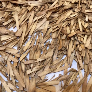 Green Ash Tree Seeds (FRAXINUS PENNSYLVANICA) (red Ash) (northern Red ...