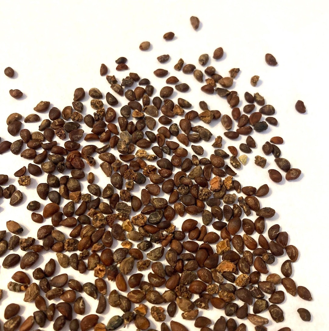Utah Serviceberry Seeds (AMELANCHIER UTAHENSIS) - Etsy