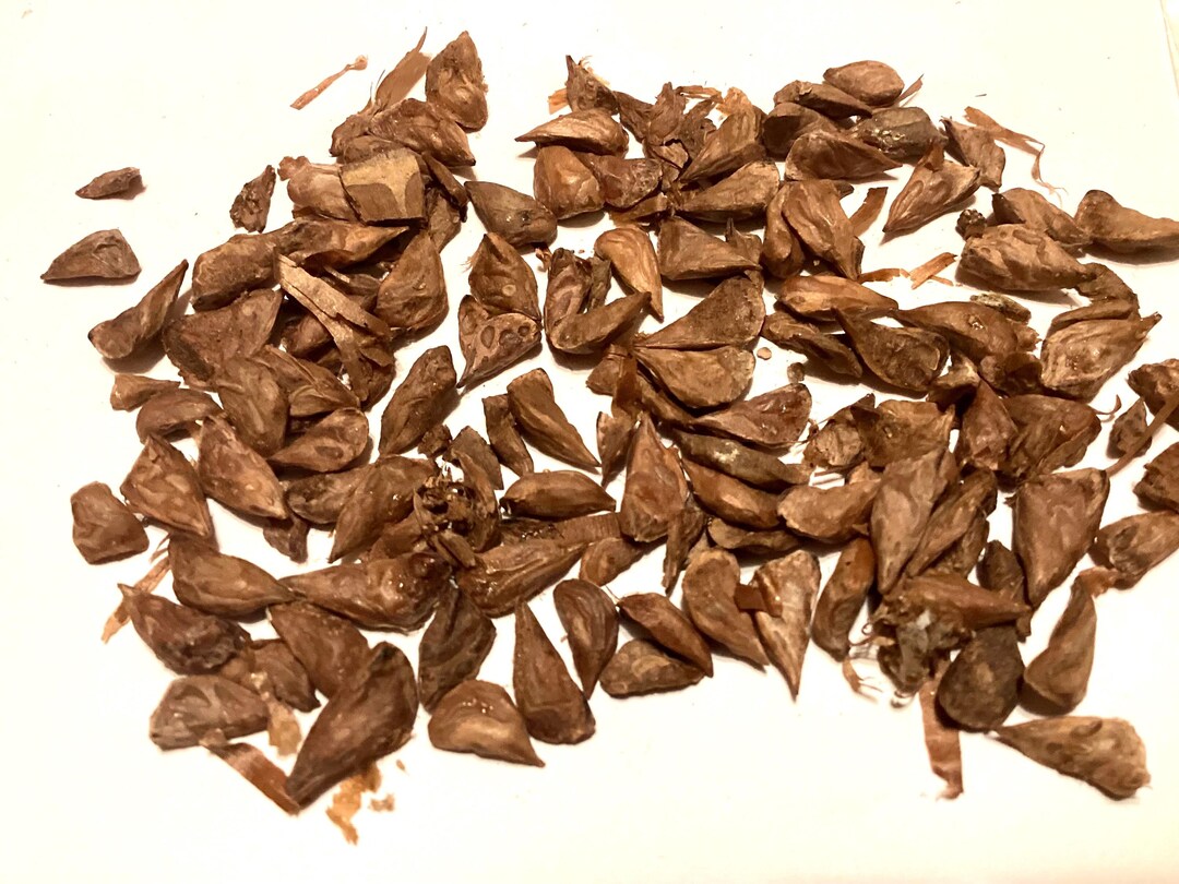 Cypress Cedar Tree Seeds (CEDRUS BREVIFOLIA) - Etsy