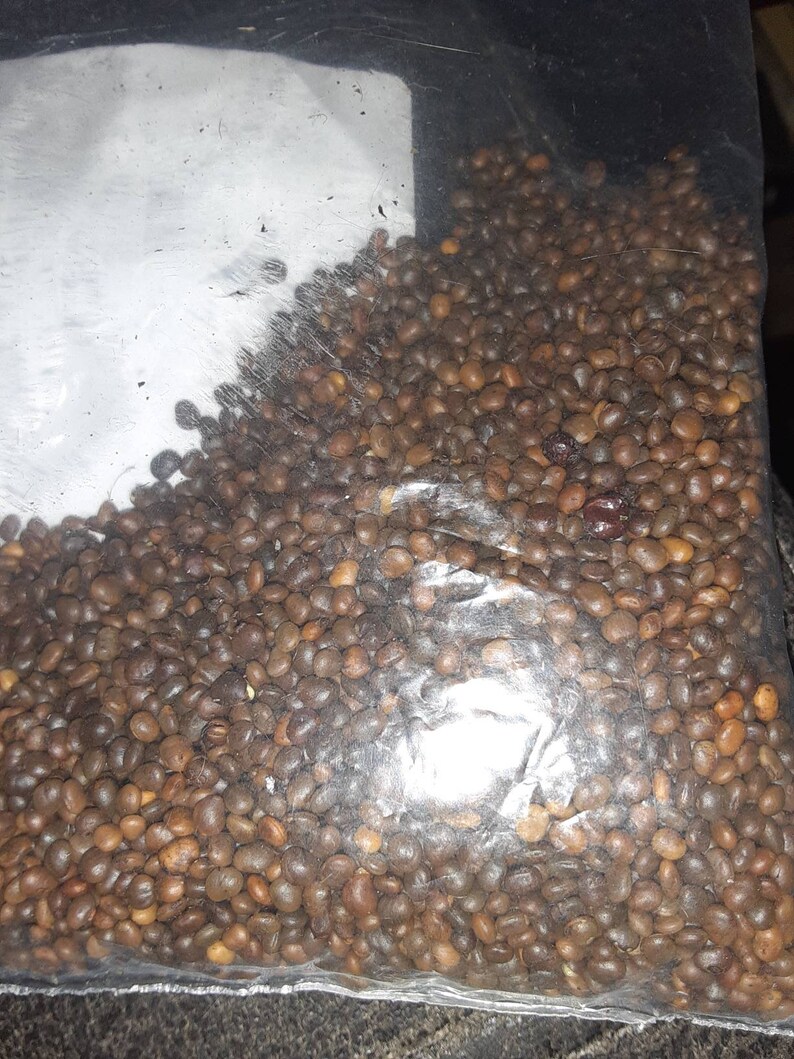 Dwarf Sumac Tree Seeds RHUS COPALLINA - Etsy