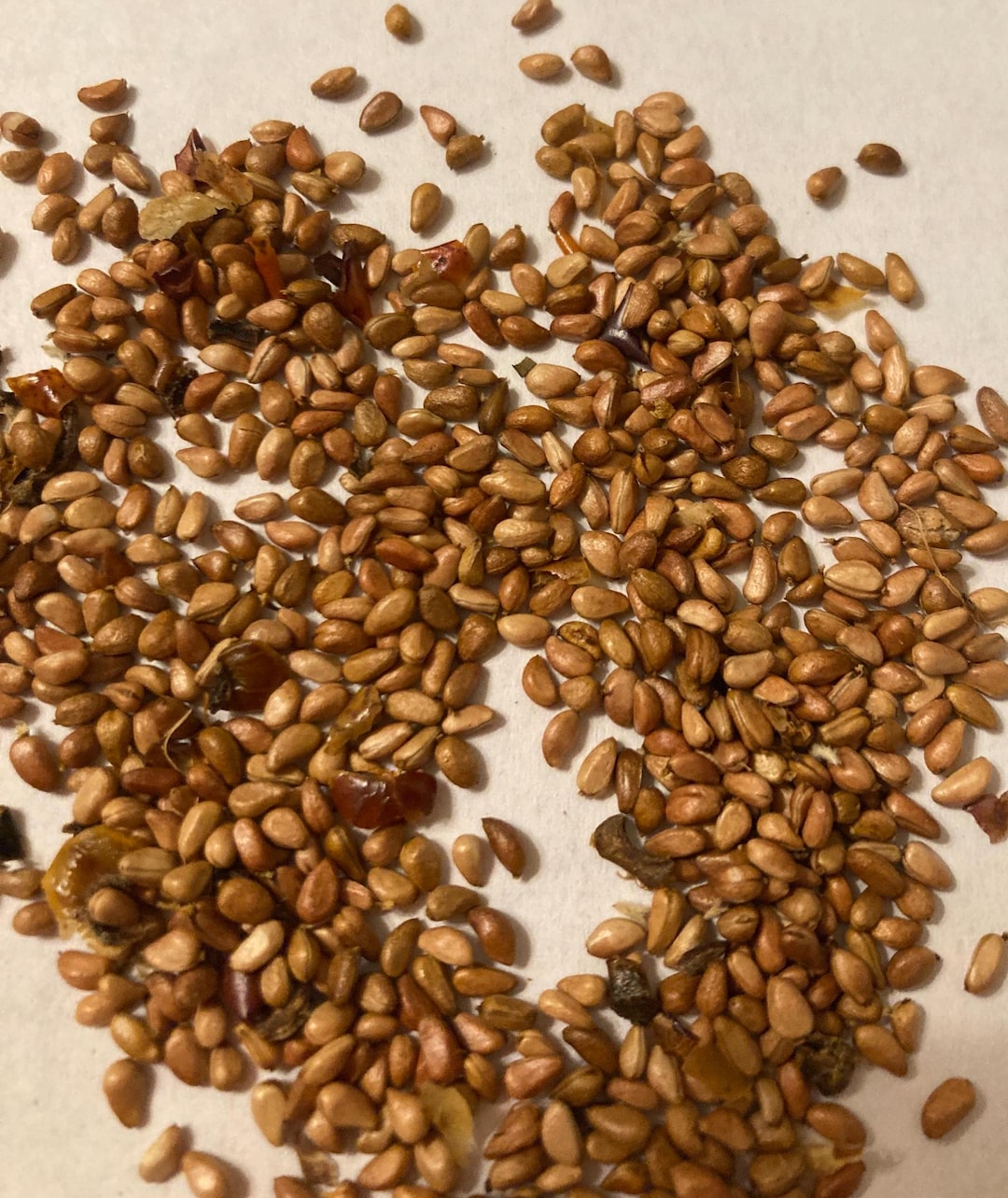 Swamp Rose Tree Seeds (ROSA PALUSTRIS) - Etsy