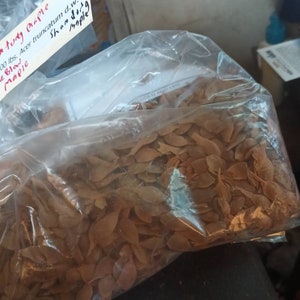 Purpleblow Maple Tree Seeds (ACER TRUNCATUM) - Etsy