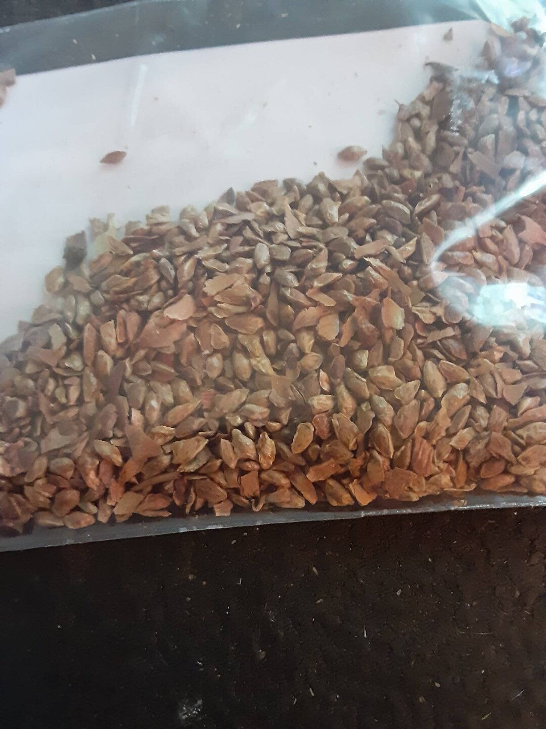 Chinese Hemlock Tree Seeds tsuga Chinensis - Etsy