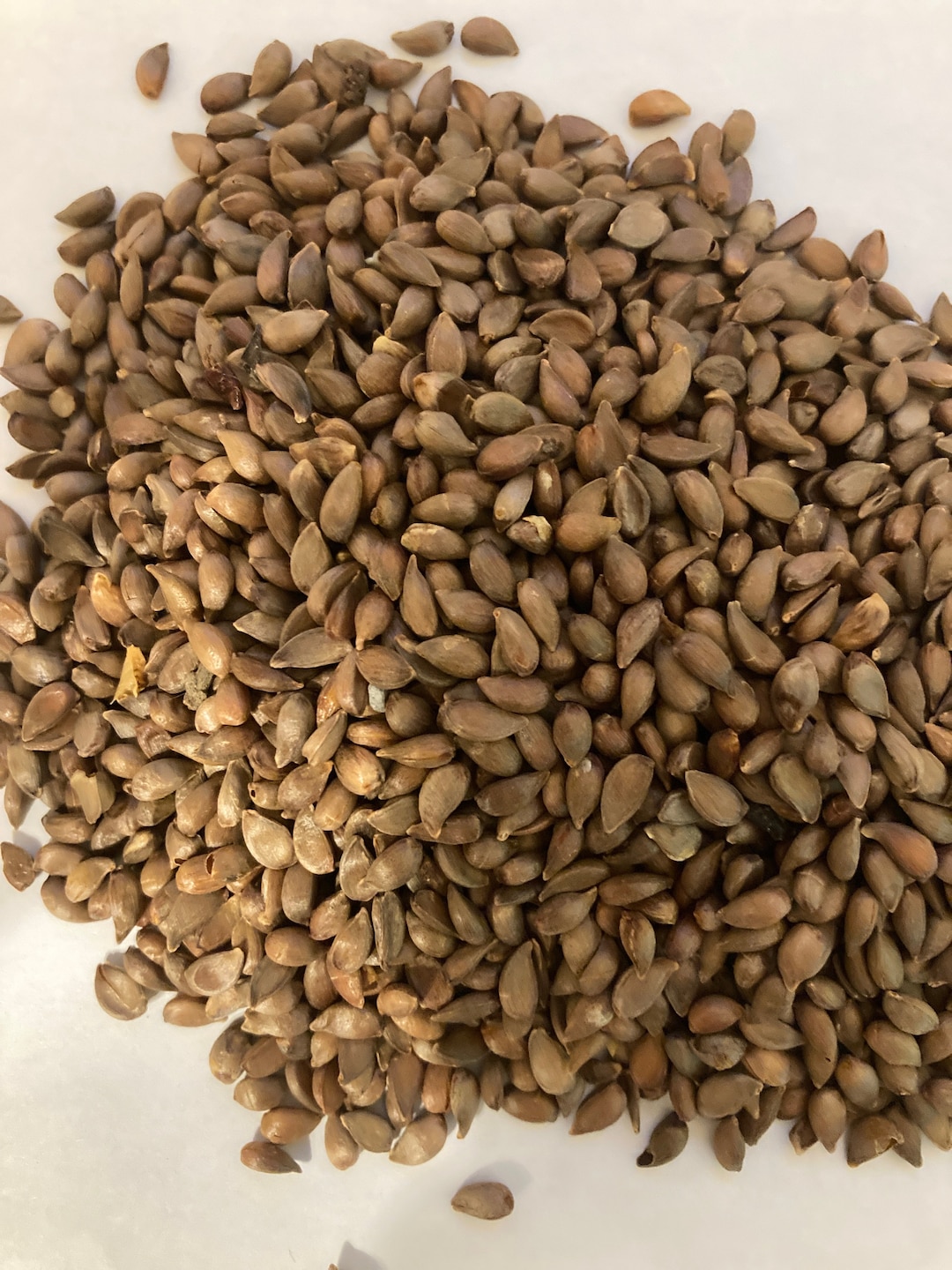 Plumleaf Crab Apple Tree Seeds (MALUS PRUNIFOLIA) (plum-leaved Apple ...