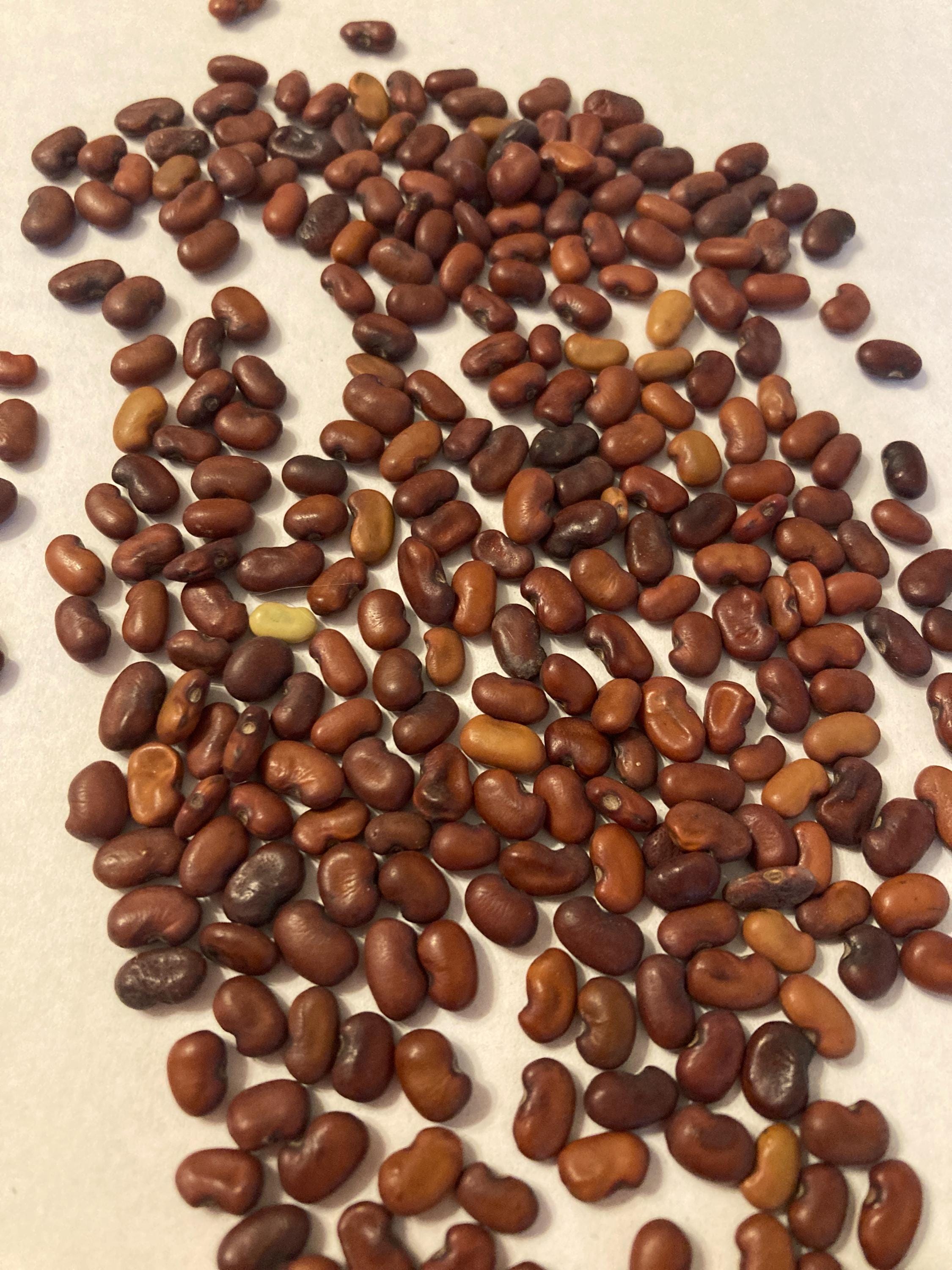 Vegetable Hummingbird Tree Seeds (SESBANIA GRANDIFLORA) (agati) - Etsy