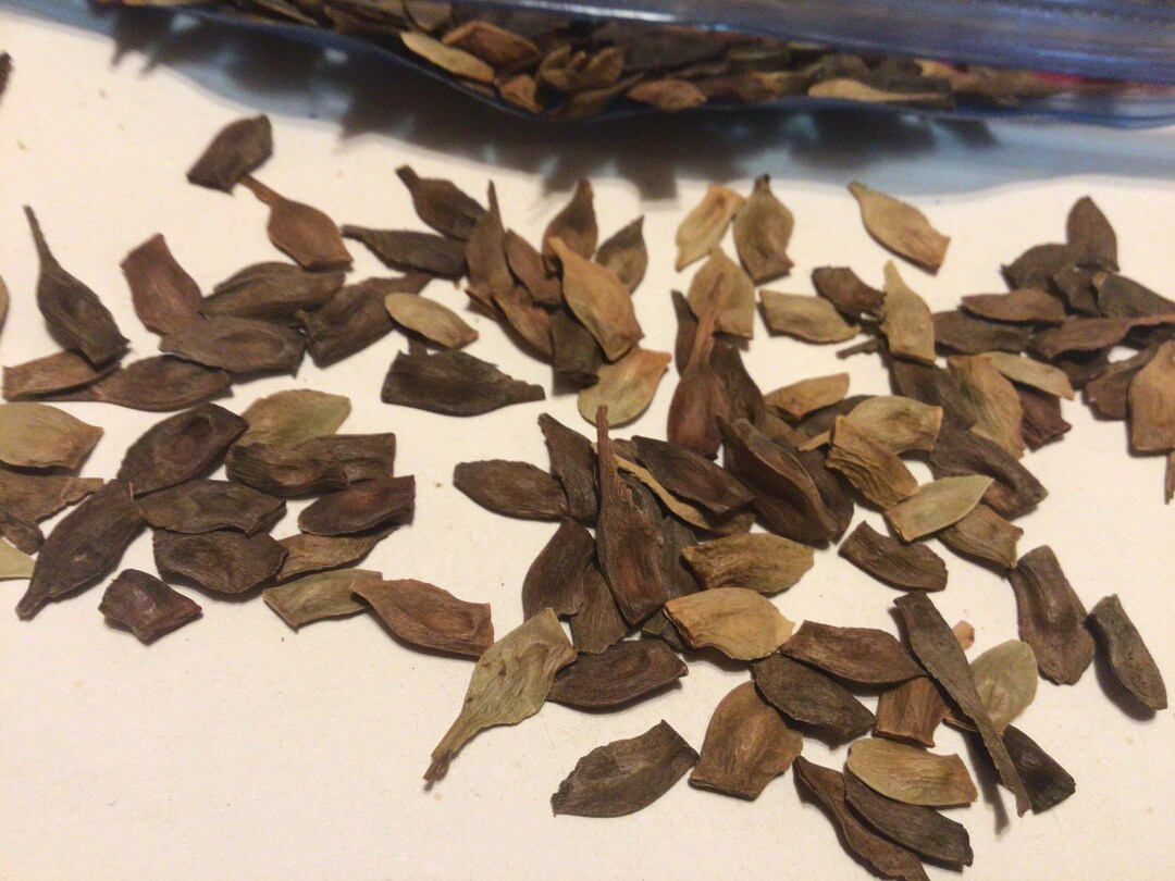 Striped Maple Tree Seeds ACER PENSYLVANICUM goosefoot Maple moose Maple ...